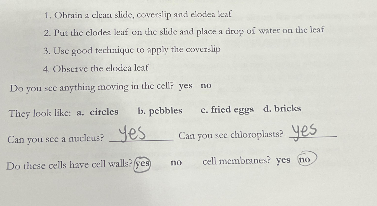 Solved Obtain a clean slide, coverslip and elodea leafPut | Chegg.com