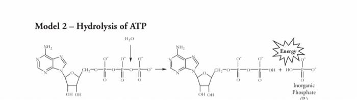 Solved The diagram of ATP in Model 1 has three parts. Use | Chegg.com