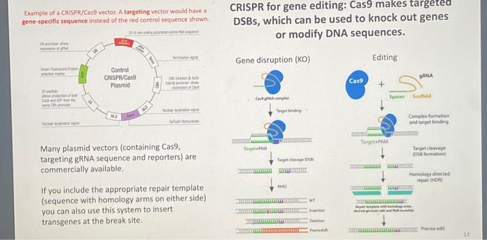 Solved what is the purpose of the GFP Gene in the vector | Chegg.com
