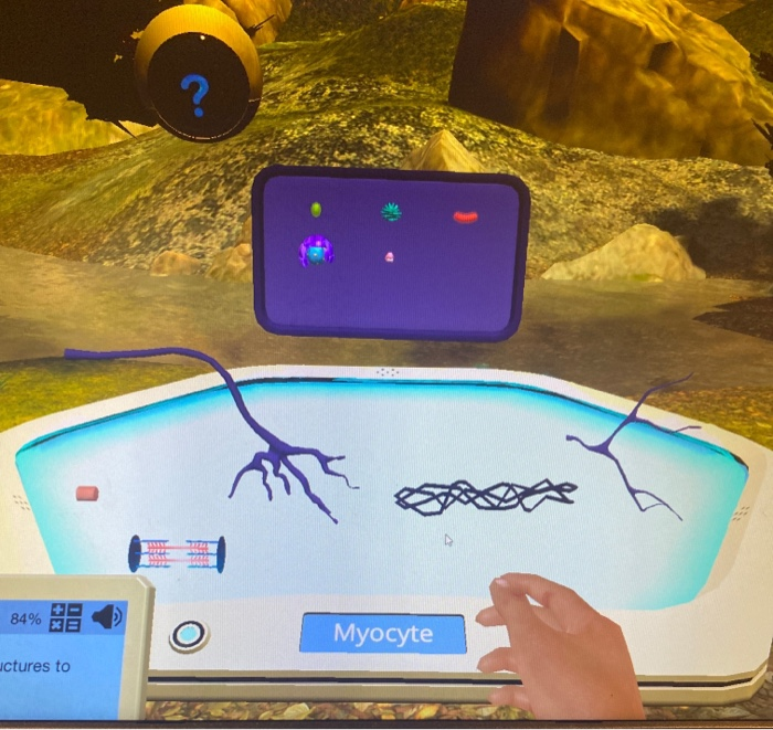 84% Myocyte ictures to | Chegg.com