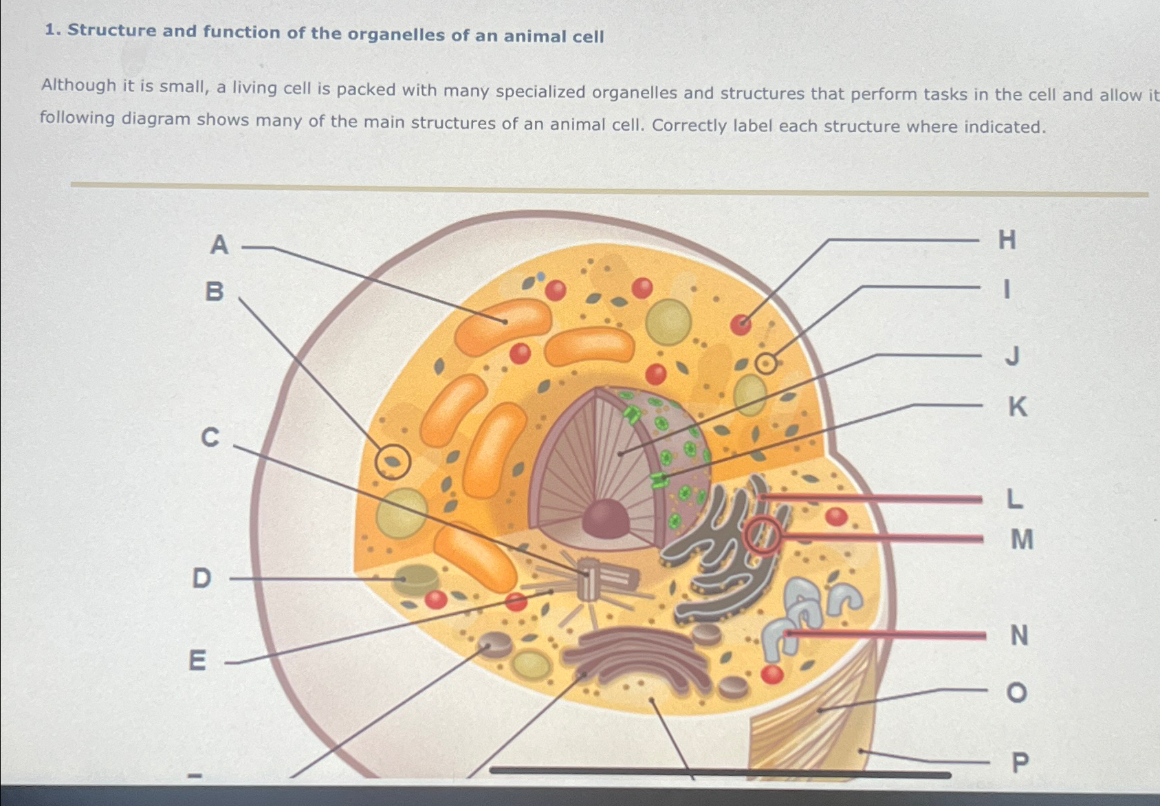 Solved Structure and function of the organelles of an animal | Chegg.com