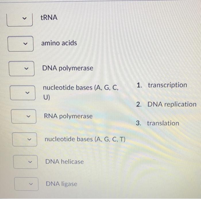 Solved Protein Synthesis Match the molecules and enzymes to | Chegg.com