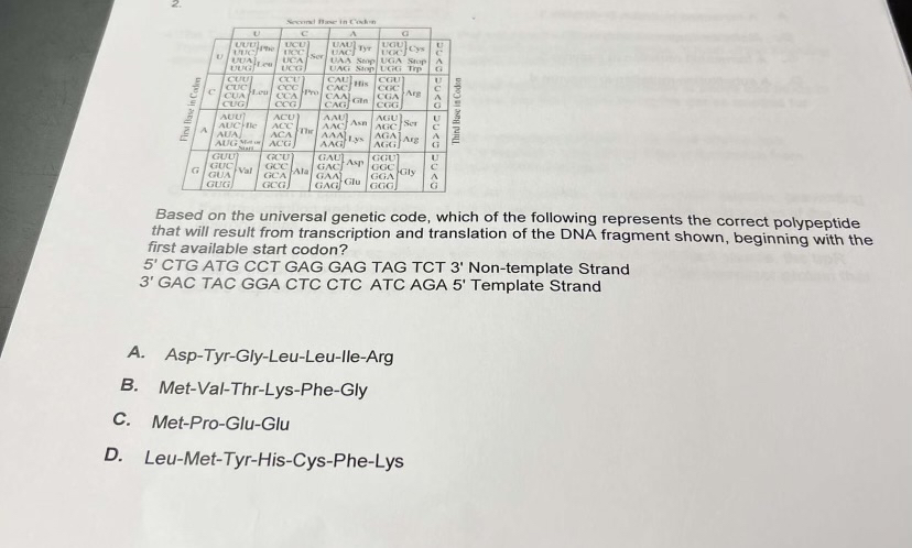 Solved Based on the universal genetic code, which of the | Chegg.com