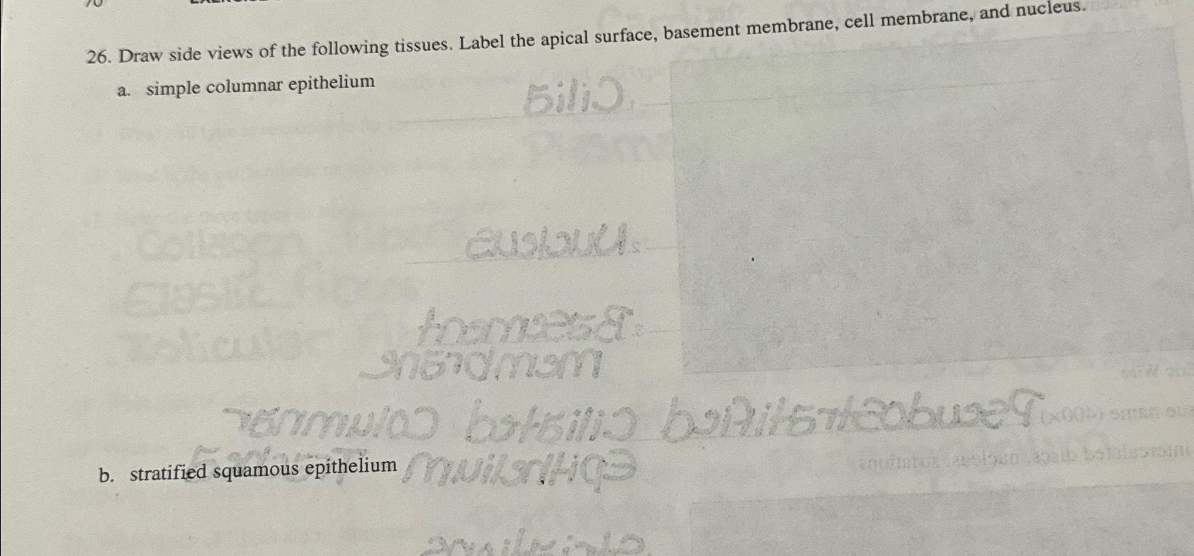 Solved Draw side views of the following tissues. Label the | Chegg.com