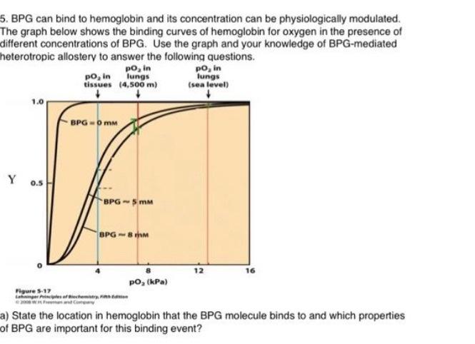 Solved 5. BPG can bind to hemoglobin and its concentration | Chegg.com
