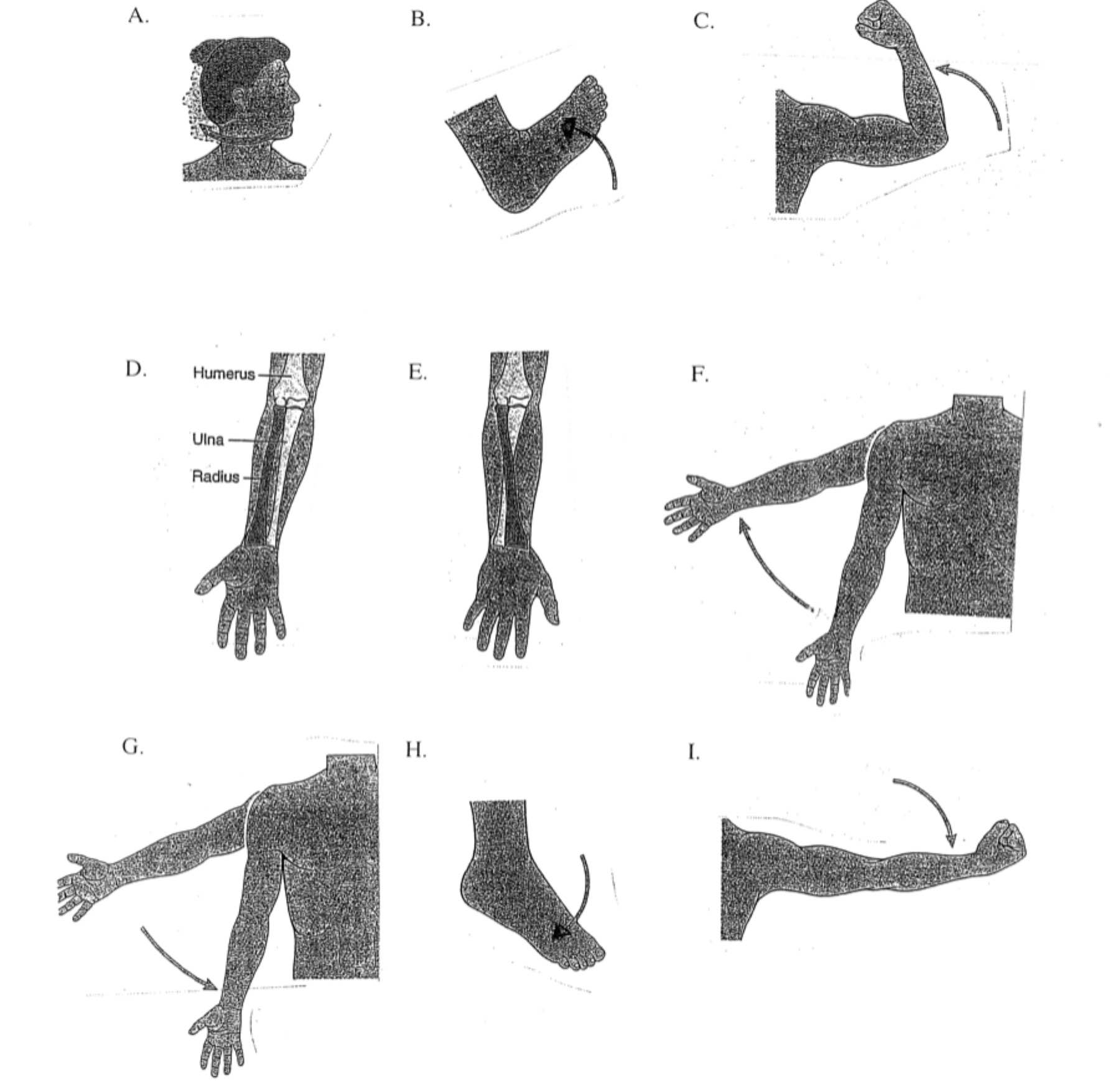 Solved Label each picture with the muscle movement shown. | Chegg.com