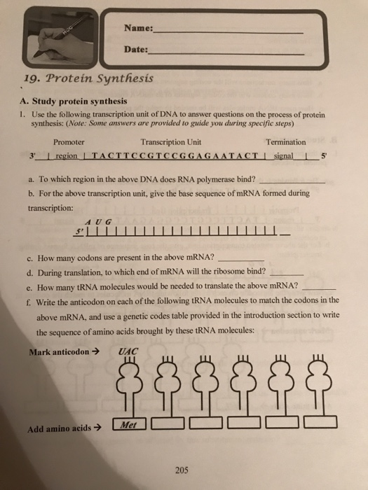 Solved Name: Date: 19. Protein Synthesis A. Study protein | Chegg.com