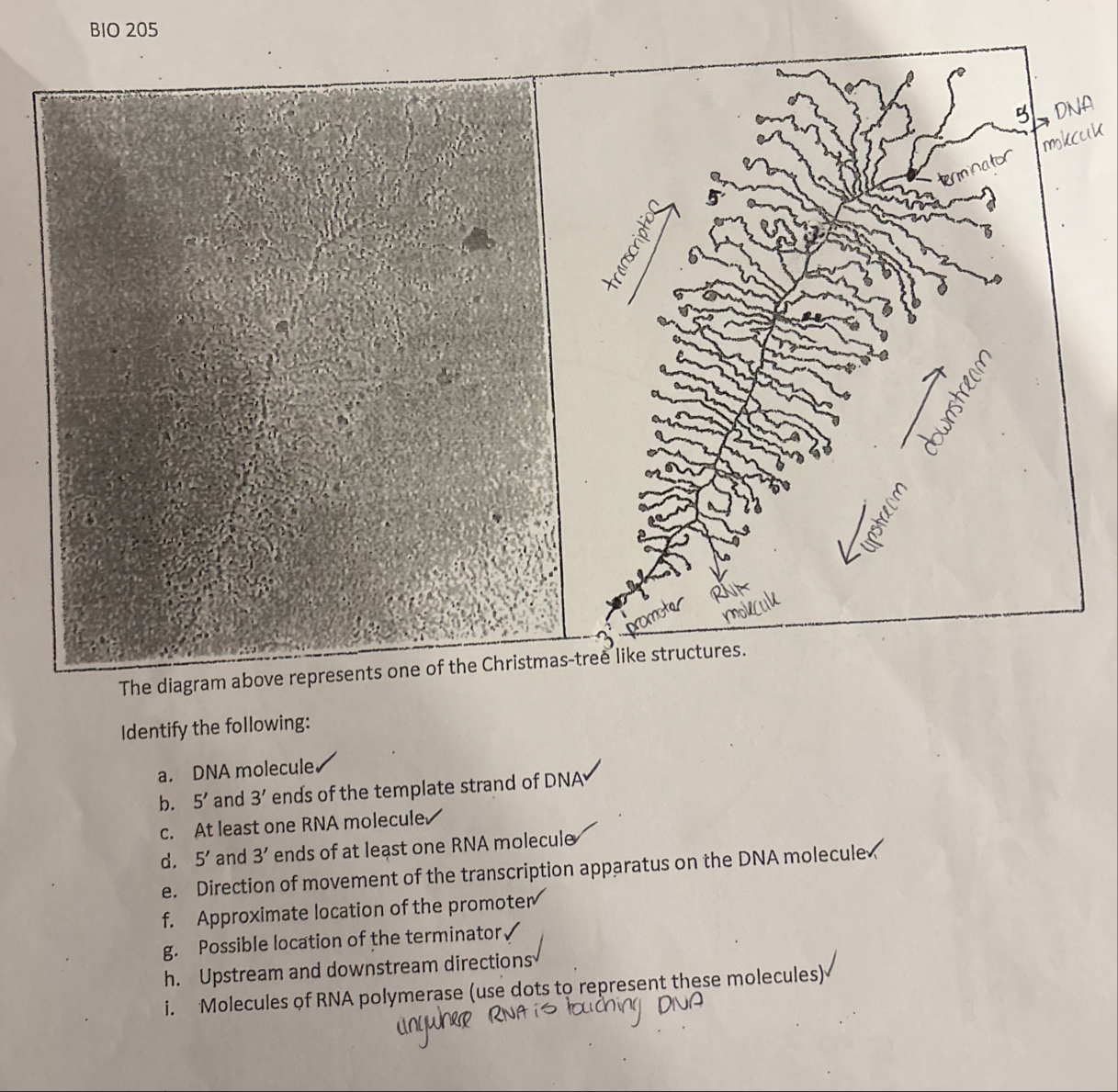 Solved BIO 205The diagram above represents one of the | Chegg.com