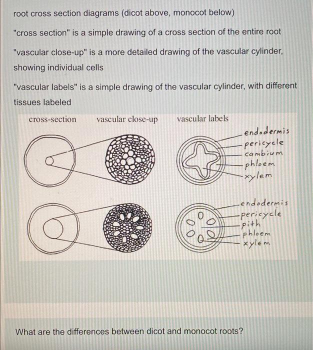 Solved dicot root cross section 100 monocot root cross | Chegg.com