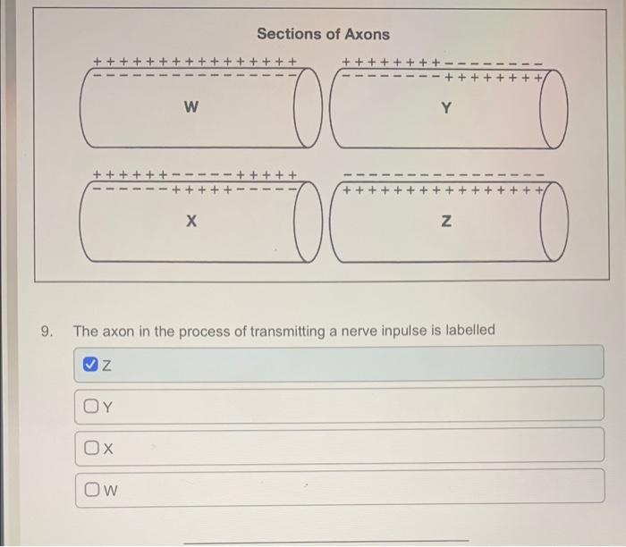 Solved 9. The axon in the process of transmitting a nerve | Chegg.com