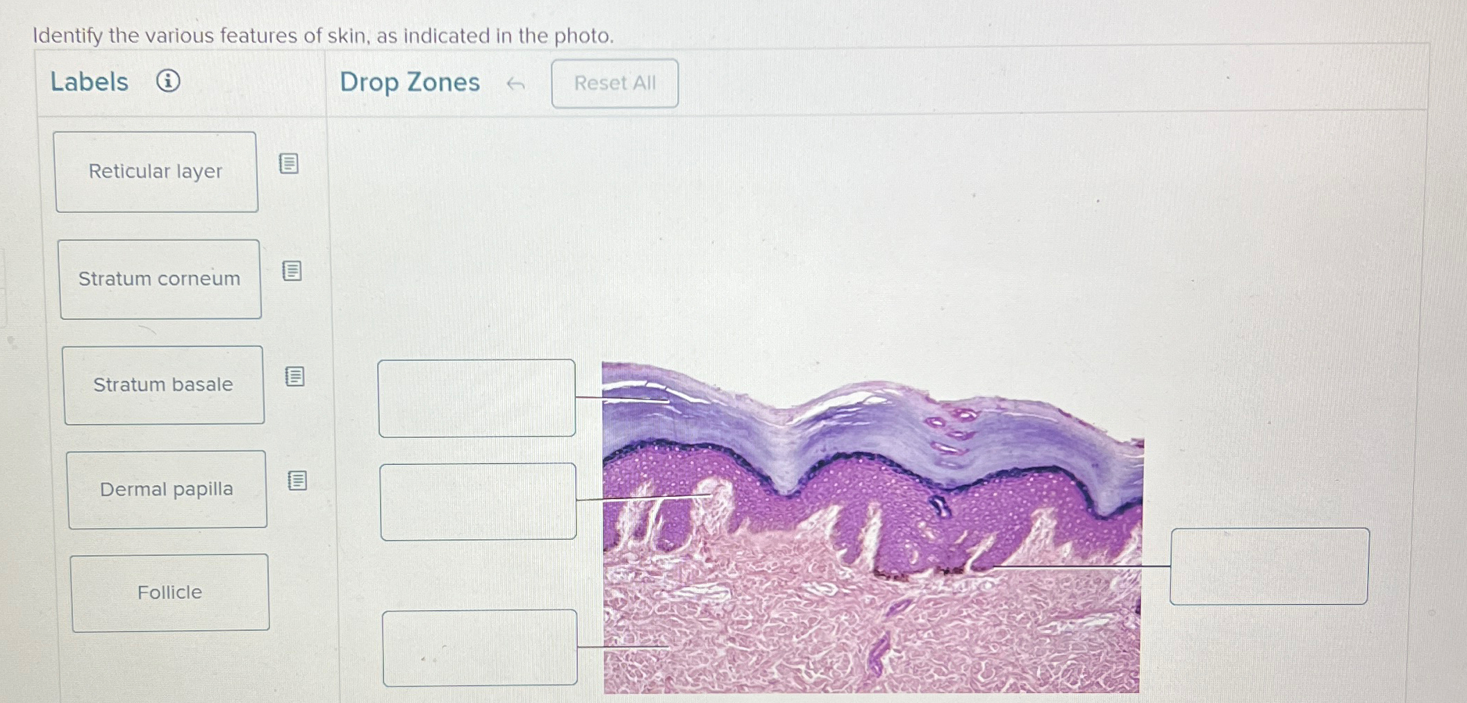 Solved Identify the various features of skin, as indicated | Chegg.com