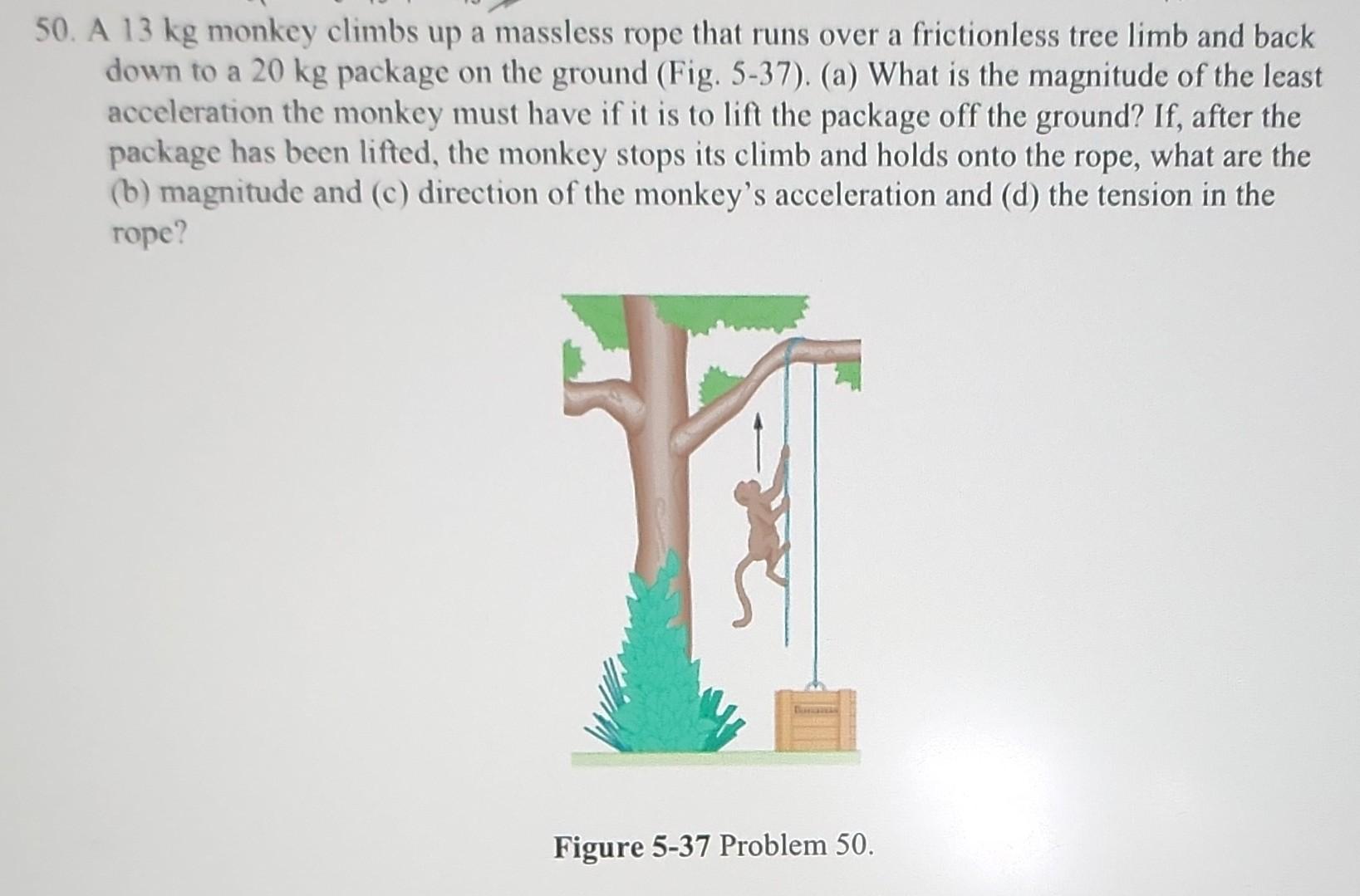 Solved 50. A 13 kg monkey climbs up a massless rope that | Chegg.com