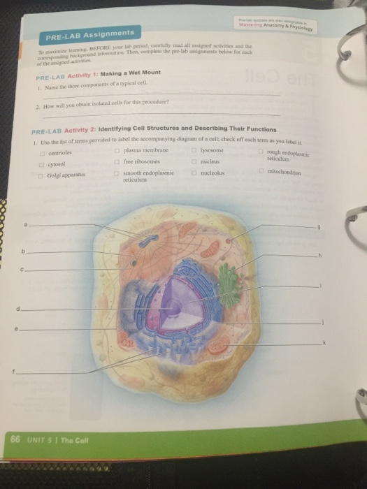 Solved PRE-LAB Assignments I FORT Infomation hel pom be | Chegg.com