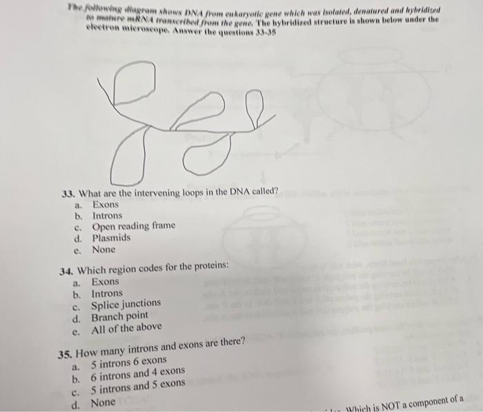 Phe folowhug thapram shew DN. I fom enharyotle gene | Chegg.com