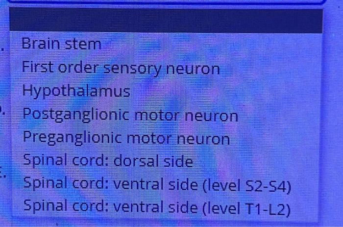 Solved Brain stem First order sensory neuron Hypothalamus | Chegg.com