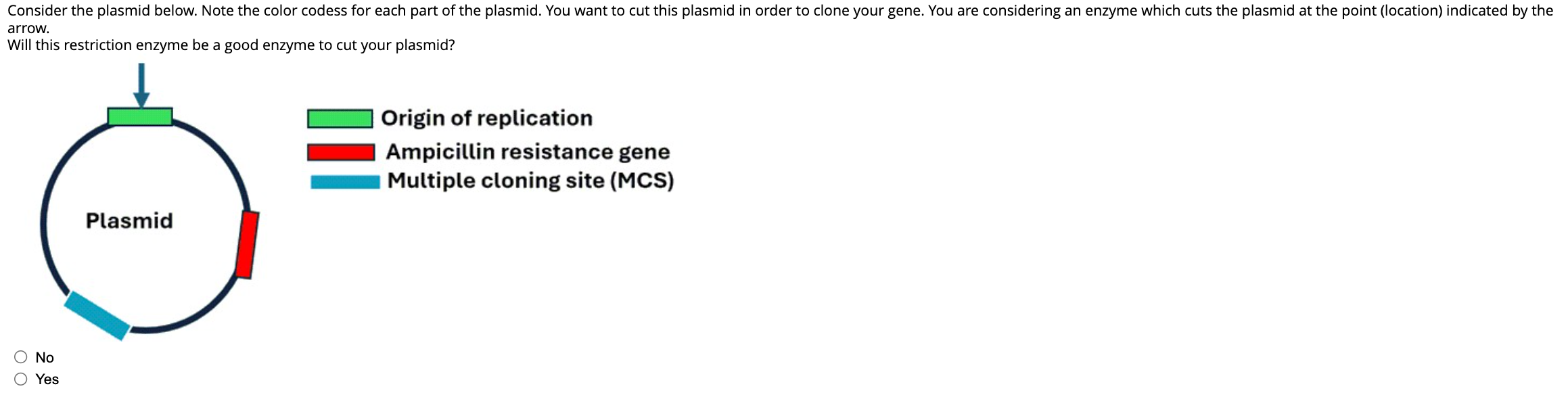 Solved arrow.Will this restriction enzyme be a good enzyme | Chegg.com