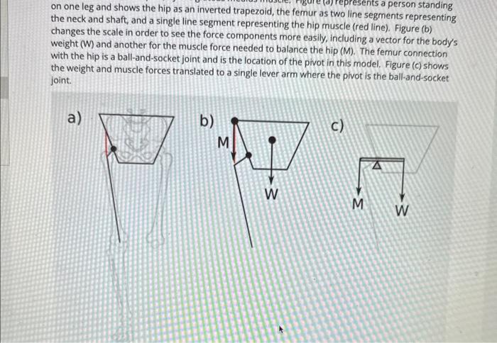on one leg and shows the hip as an inverted | Chegg.com