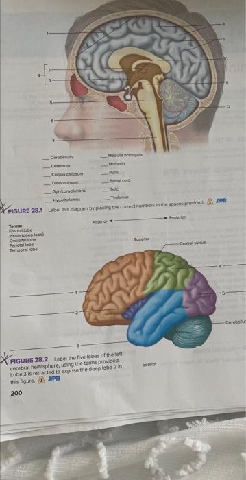 Solved _ Cervberim Medbla nelsryate Ceretum Mesting Cerpes | Chegg.com