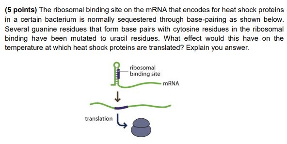 Solved ribosomal binding site(5 ﻿points) ﻿The ribosomal | Chegg.com