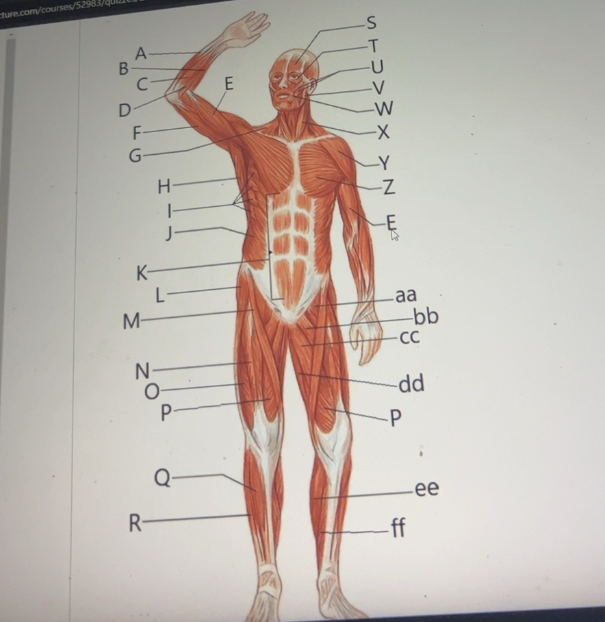 Solved Match each muscle or tendon indicated by a letter | Chegg.com