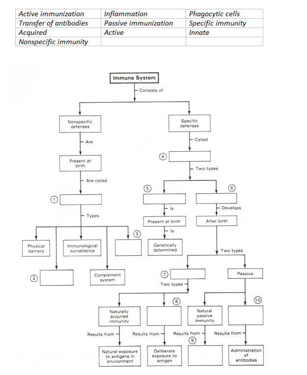 Solved Exercise 3. ﻿ Using the following terms, fill in the | Chegg.com