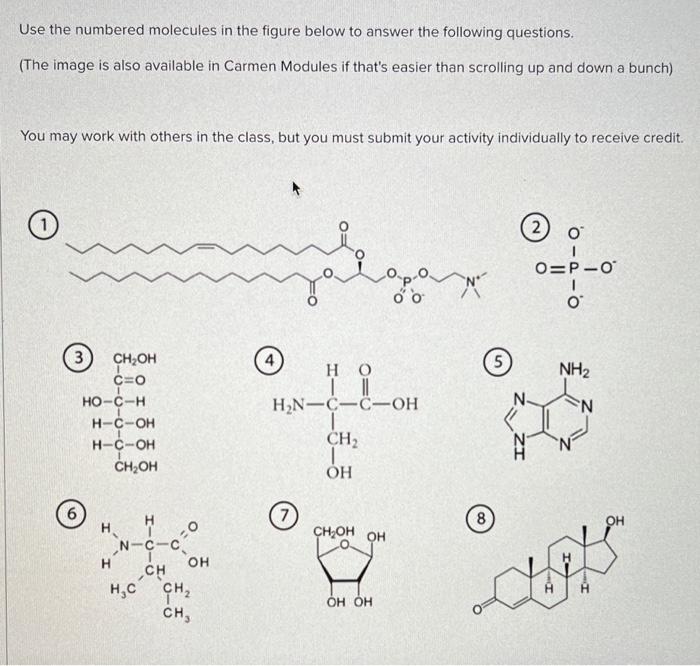 Solved 1. select the two molecules that could be found in a | Chegg.com