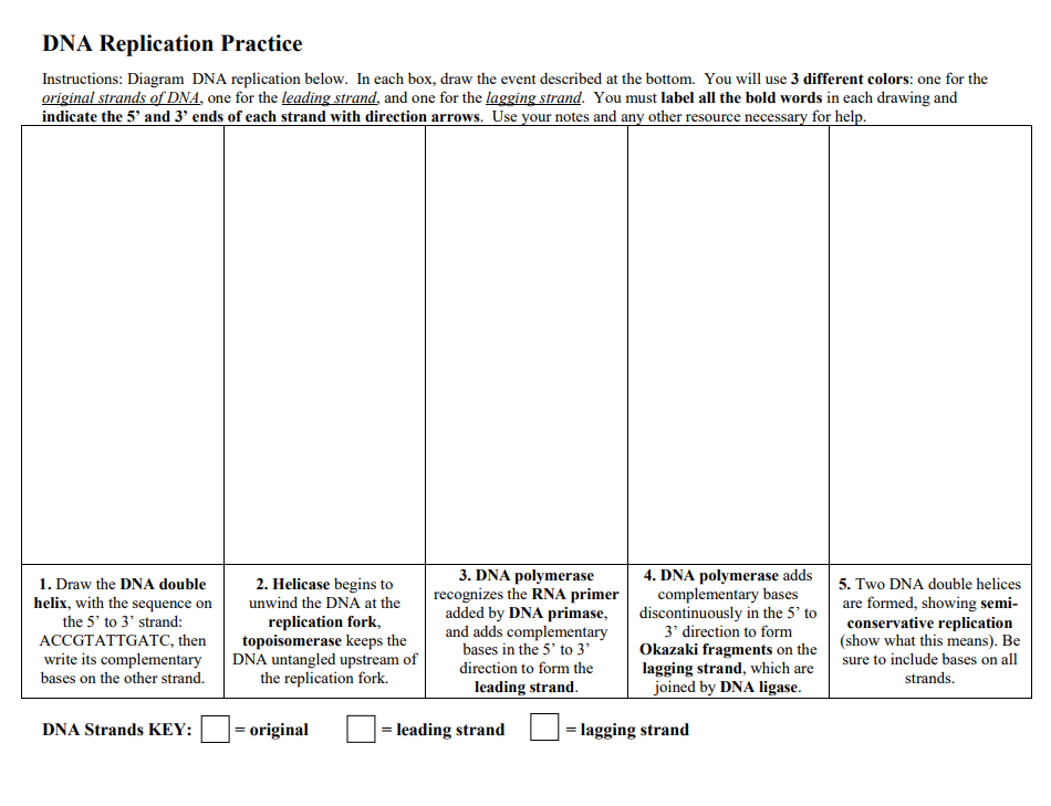 Solved DNA Replication PracticeInstructions: Diagram DNA | Chegg.com