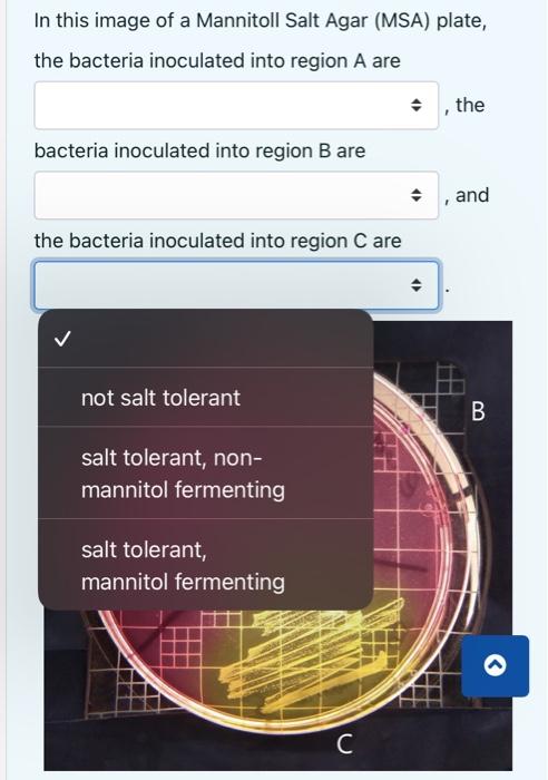 Solved In this image of a Mannitoll Salt Agar (MSA) plate, | Chegg.com