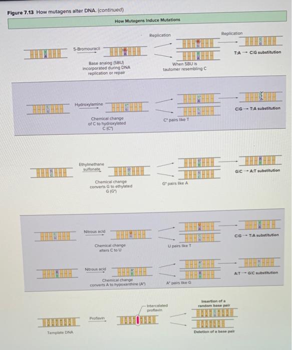 Solved 17. Figure 7.13a shows the mutagen 5-bromouracil | Chegg.com