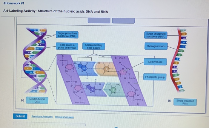 Solved: Art Labeling Activity: Structure Of The Nucleic Ac... | Chegg.com