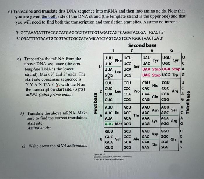 6) Transcribe and translate this DNA sequence into | Chegg.com