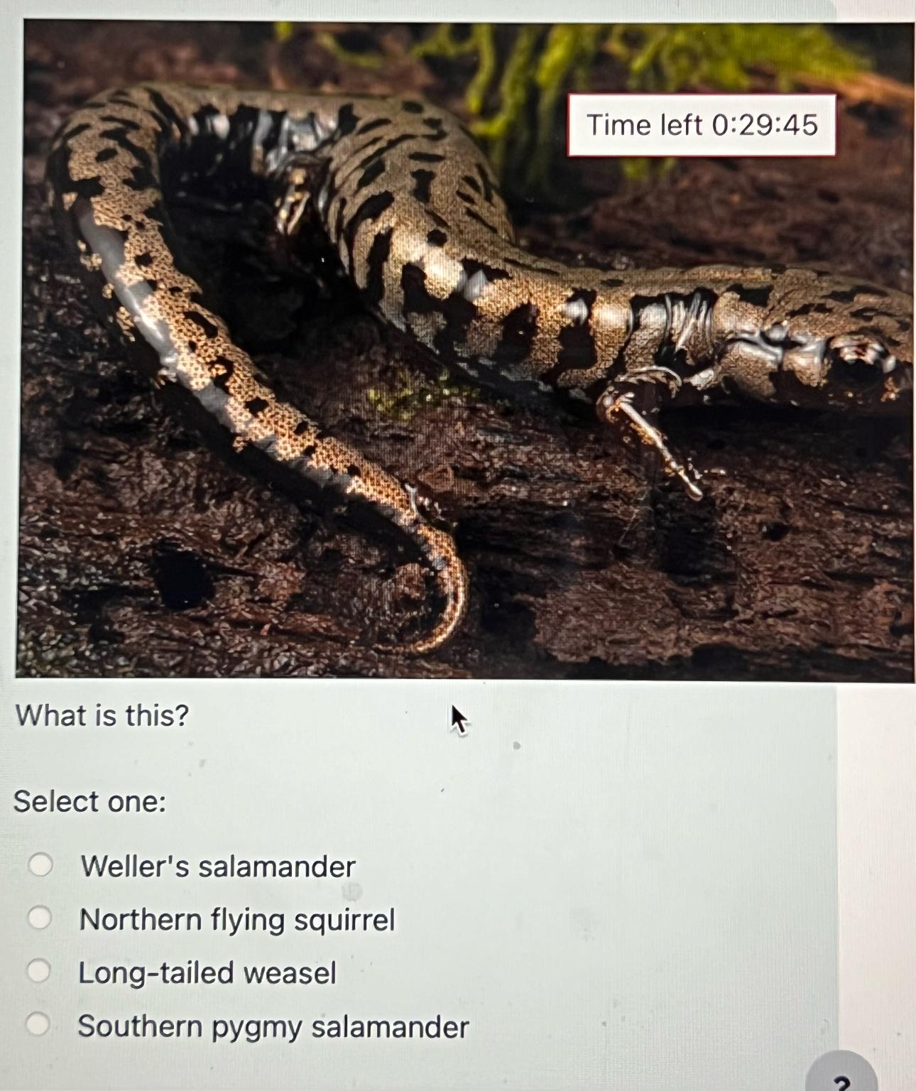 Solved What is this?Select one:Weller's salamanderNorthern | Chegg.com