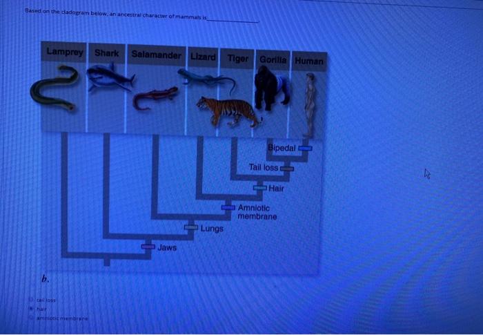 Solved Based on the dadogram below an ancestral character of | Chegg.com