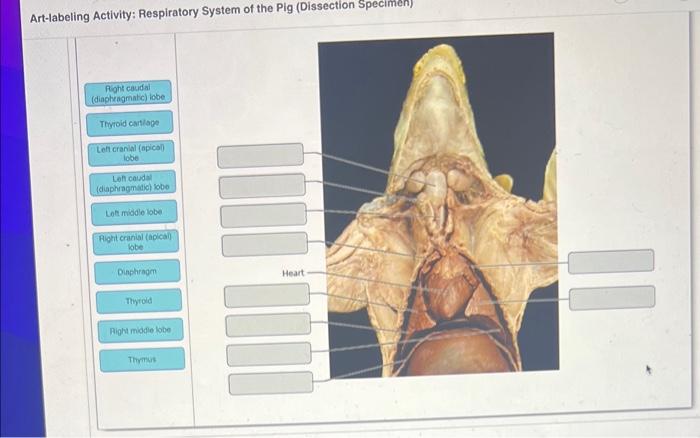Solved Art-labeling Activity: Respiratory System of the Pig | Chegg.com