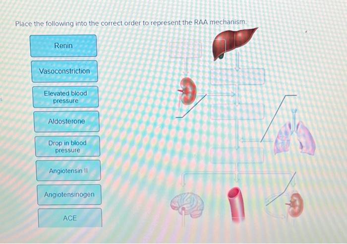 Solved Place the following into the correct order to | Chegg.com