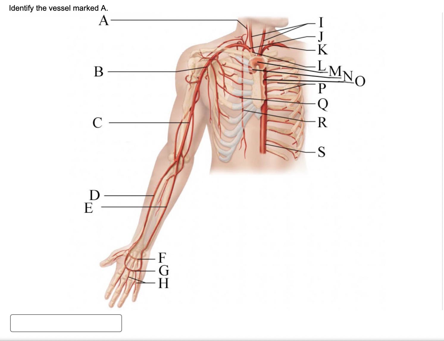Solved identify the vessel marked A and B | Chegg.com