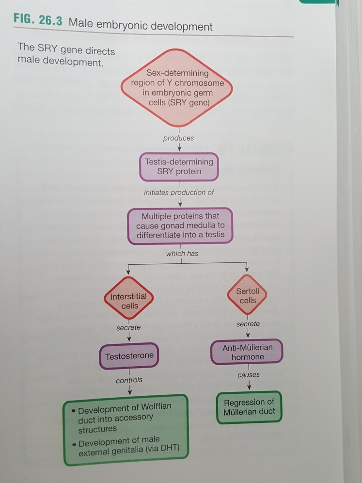 Solved FIG. 26.3 Male embryonic development The SRY gene | Chegg.com