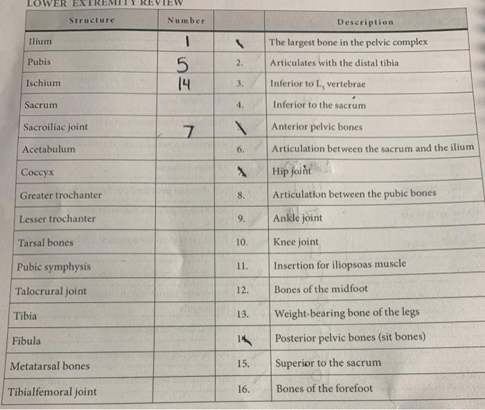 Solved LOWER EXTR Structure Number Ilium 1 Pubis 2. 5 14 | Chegg.com