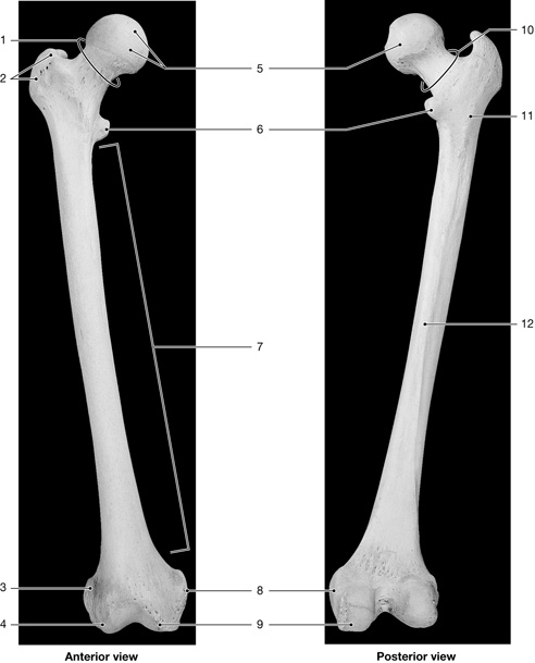 Solved Identify the structure labeled "2."greater | Chegg.com