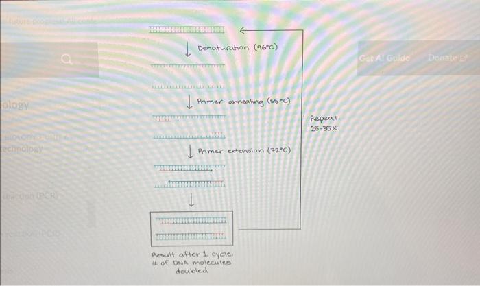 Solved ↓ Denaturation (96∘C) ↓ Primer amnealing (55∘C) | Chegg.com