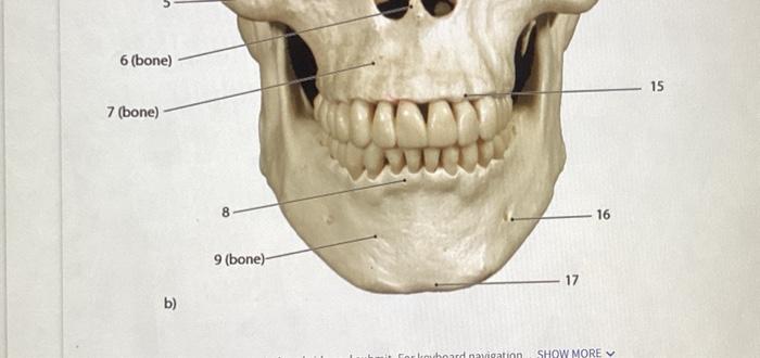Solved b)10 Kerpendicular plate of ethmoid 11 ≡ Supraorbital | Chegg.com