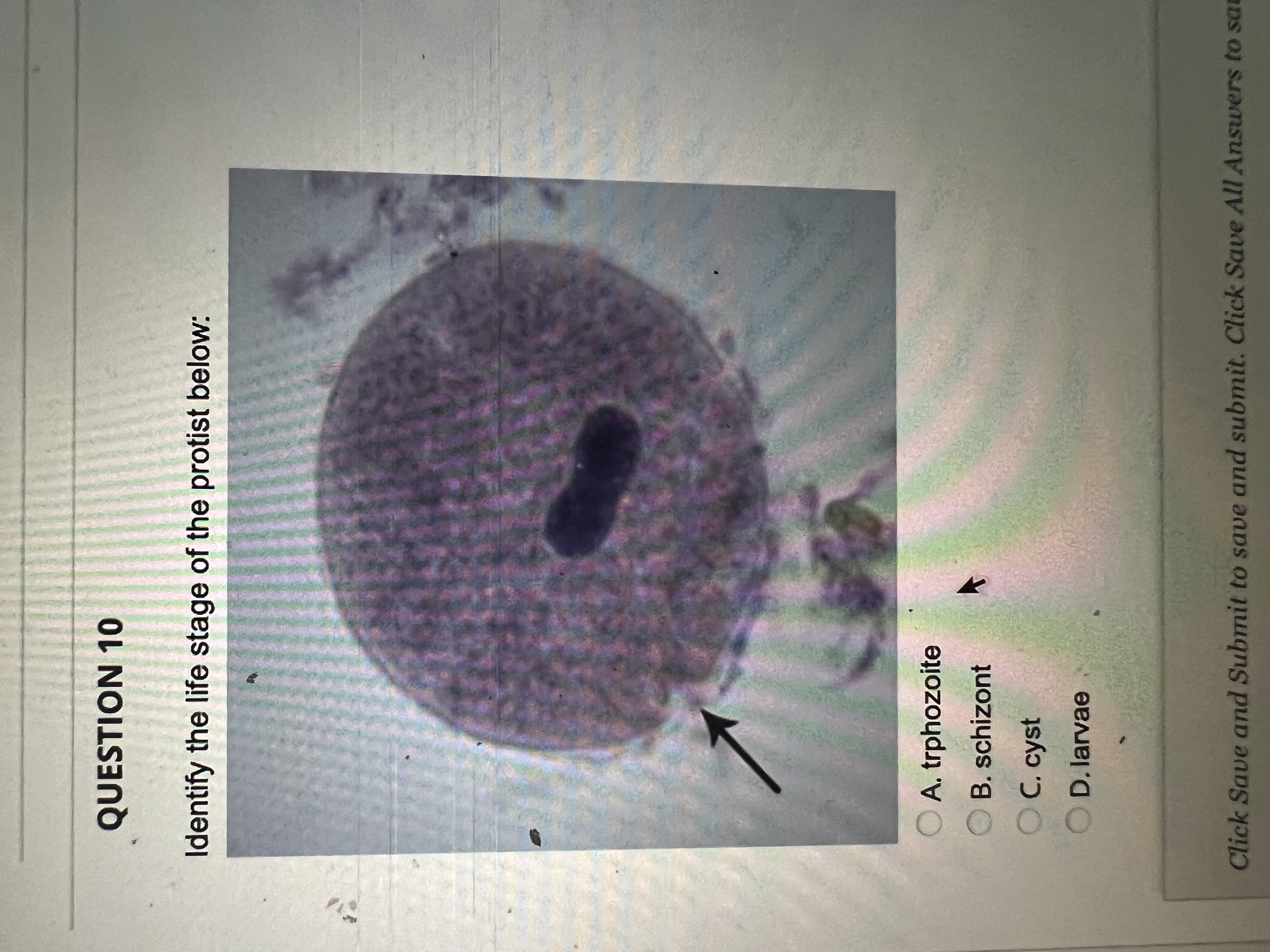 Solved QUESTION 10Identify the life stage of the protist | Chegg.com