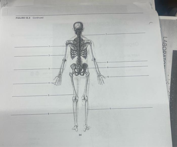 Solved LABORATORY Organization of the Skeleton PART A: | Chegg.com
