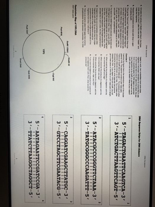 DNA Scissors DNA Scissors: Introduction to | Chegg.com