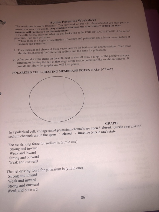 Solved Action Potential Worksheet This worksheet is worth 10 | Chegg.com