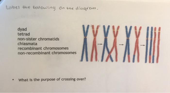 Solved Label the following on the diagram. dyad tetrad | Chegg.com