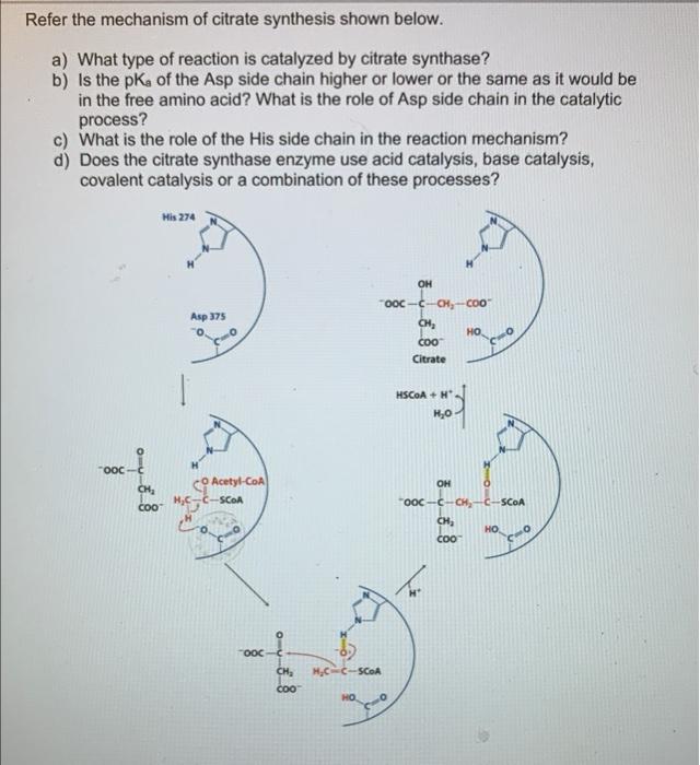 Solved Refer the mechanism of citrate synthesis shown below. | Chegg.com