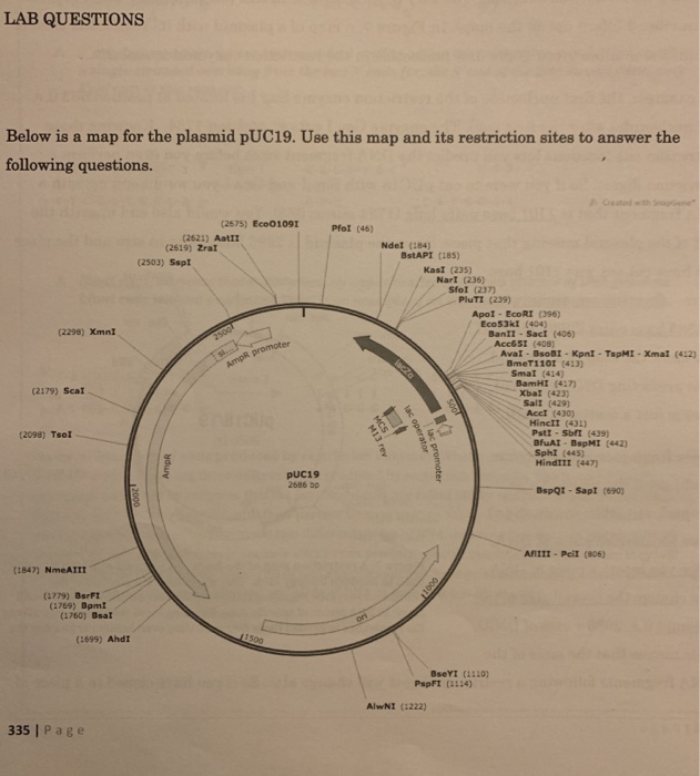 Solved LAB QUESTIONS Below is a map for the plasmid pUC19. | Chegg.com