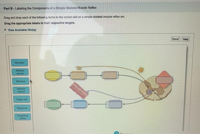 Solved Part B - Labeling the Components of a Simple Skeletal | Chegg.com