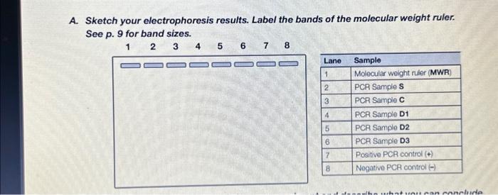 A. Sketch your electrophoresis results. Label the | Chegg.com